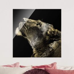 Bilderwelten Glasbild Tiere Motiv schwarz weiss Glas Wandbild - Portrait einer L&ouml;win - L&ouml;we Wohnzimmer Schlafzimmer