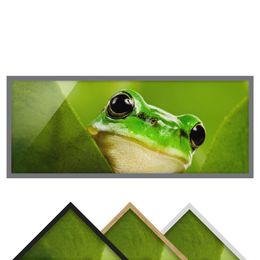 Bilderwelten Bild mit Rahmen - Panorama Wetterfrosch