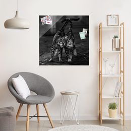 Bilderwelten Glasbild Tiere Motiv schwarz weiss Glas Wandbild - K&auml;tzchenfreundschaft - Katze Wohnzimmer Schlafzimmer