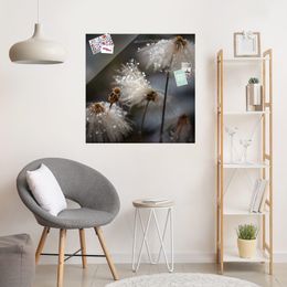Bilderwelten Glasbild Blumen Motiv schwarz Glas Wandbild - Pusteblumen mit Schneeflocken - Pusteblume Wohnzimmer Schlafzimmer
