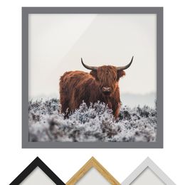 Bilderwelten Bild mit Rahmen - Quadrat Bison in den Highlands