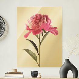 Bilderwelten Glasbild Blumen modern einzigartig Glas Wandbild - Bl&uuml;hende Pfingstrose Pink auf Wei&szlig; - Rose Wohnzimmer Schlafzimmer