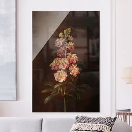 Bilderwelten Glasbild - Hochformat Barbara Regina Dietzsch - Eine rosa Garten-Levkkoje