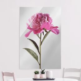 Bilderwelten Glasbild Blumen modern einzigartig Glas Wandbild - Bl&uuml;hende Pfingstrose Pink auf Wei&szlig; - Rose Wohnzimmer Schlafzimmer