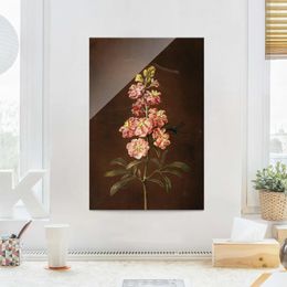 Bilderwelten Glasbild - Hochformat Barbara Regina Dietzsch - Eine rosa Garten-Levkkoje