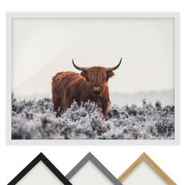 Bilderwelten Bild mit Rahmen Tiere weiss Motiv inkl. Rahmung - Bison in den Highlands - Deko Wohnzimmer Schlafzimmer