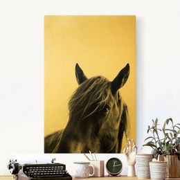 Bilderwelten Leinwandbild Neugieriges Pferd