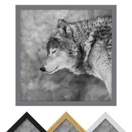 Bilderwelten Bild mit Rahmen - Quadrat Winter Wolf