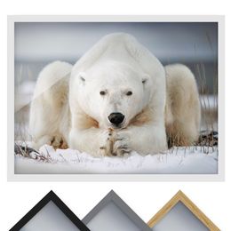 Bilderwelten Bild mit Rahmen Tiere weiss Motiv inkl. Rahmung - Nachdenklicher Eisb&auml;r - B&auml;r Wohnzimmer Schlafzimmer