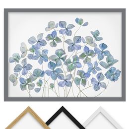 Bilderwelten Bild mit Rahmen - Querformat Blaue Hortensienbl&uuml;ten
