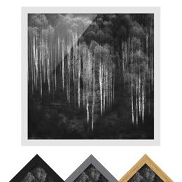 Bilderwelten Bild mit Rahmen Wald schwarz weiss Motiv inkl. Rahmung - Birkenwald in Aspen - B&auml;ume Wohnzimmer Schlafzimmer