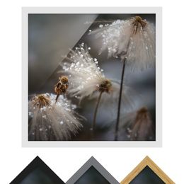Bilderwelten Bild mit Rahmen Blumen schwarz Motiv inkl. Rahmung - Pusteblumen mit Schneeflocken - Pusteblume Wohnzimmer Schlafzimmer