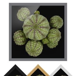 Bilderwelten Bild mit Rahmen - Quadrat Euphorbia - Seeigelwolfsmilch