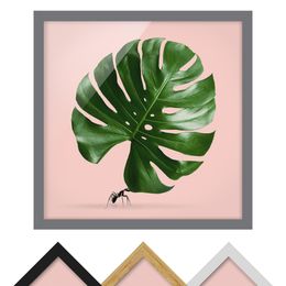 Bilderwelten Bild mit Rahmen - Quadrat Ameise mit Monstera Blatt