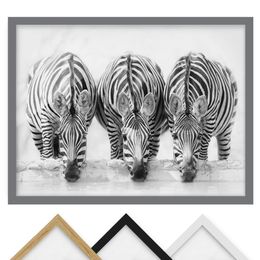 Bilderwelten Bild mit Rahmen - Querformat Zebra Trio schwarz-wei&szlig;