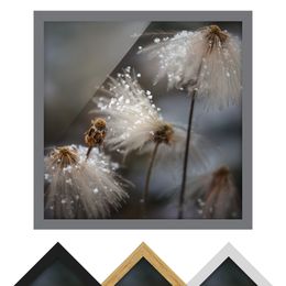 Bilderwelten Bild mit Rahmen - Quadrat Pusteblumen mit Schneeflocken