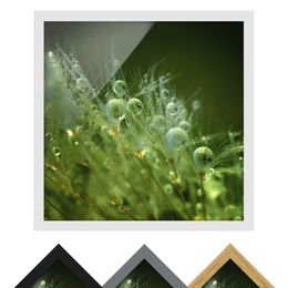 Bilderwelten Bild mit Rahmen gr&uuml;n Tropisch inkl. Rahmung - Gr&uuml;ne Samen im Regen - Pflanzen Wohnzimmer Schlafzimmer