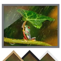 Bilderwelten Bild mit Rahmen - Querformat Ein Frosch im Regen