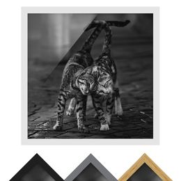 Bilderwelten Bild mit Rahmen Tiere schwarz weiss Motiv inkl. Rahmung - K&auml;tzchenfreundschaft - Katze Wohnzimmer Schlafzimmer