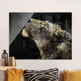 Bilderwelten Glasbild Tiere Motiv schwarz weiss Glas Wandbild - Portrait einer L&ouml;win - L&ouml;we Wohnzimmer Schlafzimmer