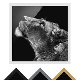 Bilderwelten Bild mit Rahmen Tiere schwarz weiss Motiv inkl. Rahmung - Portrait einer L&ouml;win - L&ouml;we Wohnzimmer Schlafzimmer