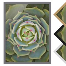 Bilderwelten Bild mit Rahmen - Hochformat Sukkulente - Echeveria Ben Badis