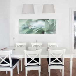 Bilderwelten Natur Glasbild Tiere - Panorama Glasbild - Schmetterling und Tautropfen in Pastellgr&uuml;n Pastellfarben hellgr&uuml;n Botanik - Panorama Wandbilder Badezimmer