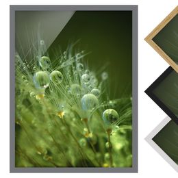 Bilderwelten Bild mit Rahmen - Hochformat Gr&uuml;ne Samen im Regen