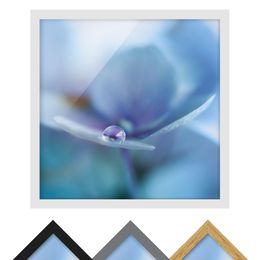 Bilderwelten Bild mit Rahmen - Quadrat Wassertropfen Hortensienbl&uuml;te