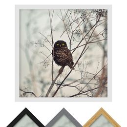 Bilderwelten Bild mit Rahmen Tiere beige Motiv inkl. Rahmung - Eule im Winter - Eule Wohnzimmer Schlafzimmer