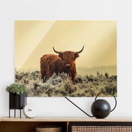 Bilderwelten Glasbild Tiere Motiv weiss Glas Wandbild - Bison in den Highlands - Deko Wohnzimmer Schlafzimmer
