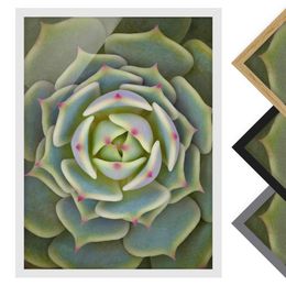 Bilderwelten Bild mit Rahmen Blumen gr&uuml;n Tropisch inkl. Rahmung - Sukkulente - Echeveria Ben Badis - Pflanzen Wohnzimmer Schlafzimmer