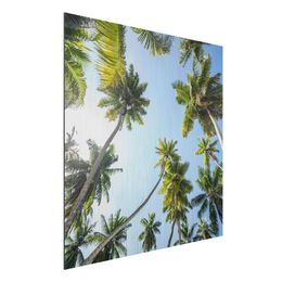 Alu Dibond Outdoor Bild - Palmen Himmel - Natur gr&uuml;n Motiv wetterfest Himmel Wohnzimmer Schlafzimmer