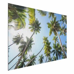 Alu Dibond Outdoor Bild - Palmen Himmel - Natur gr&uuml;n Motiv wetterfest Himmel Wohnzimmer Schlafzimmer