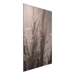 Bilderwelten Alu Dibond Outdoor Bild Blumen braun Landhaus wetterfest - Pampasgras im Sp&auml;therbst - Gr&auml;ser Wohnzimmer Schlafzimmer