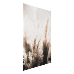 Bilderwelten Alu Dibond Outdoor Bild Blumen braun Landhaus wetterfest - Pampasgras im Schatten - Gr&auml;ser Wohnzimmer Schlafzimmer