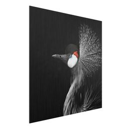 Bilderwelten Alu Dibond Outdoor Bild Tiere schwarz Motiv wetterfest - Schwarzer Kronenkranich - V&ouml;gel Wohnzimmer Schlafzimmer
