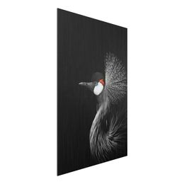 Bilderwelten Alu Dibond Outdoor Bild Tiere schwarz Motiv wetterfest - Schwarzer Kronenkranich - V&ouml;gel Wohnzimmer Schlafzimmer