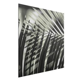 Alu Dibond Outdoor Bild - Schattenspiel auf Palmenwedel - Natur gr&uuml;n Tropisch wetterfest Palme Wohnzimmer Schlafzimmer