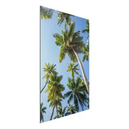 Alu Dibond Outdoor Bild - Palmen Himmel - Natur gr&uuml;n Motiv wetterfest Himmel Wohnzimmer Schlafzimmer