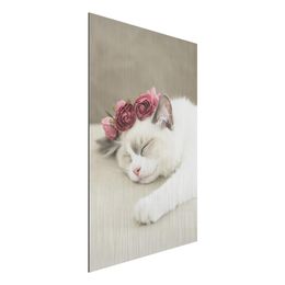 Bilderwelten Alu Dibond Outdoor Bild Tiere weiss Motiv wetterfest - Schlafende Katze mit Rosen - Rose Kinderzimmer Baby M&auml;dchen Jungen