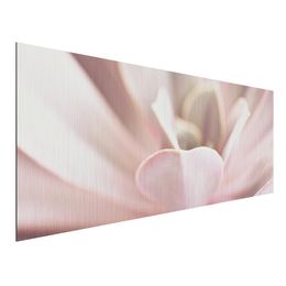 Alu Dibond Outdoor Bild - Rosane Sukkulentenbl&uuml;te - Blumen rosa Motiv wetterfest Deko Wohnzimmer Schlafzimmer