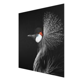 Bilderwelten Alu-Dibond Outdoor Bild Schwarzer Kronenkranich