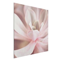 Alu Dibond Outdoor Bild - Rosane Sukkulentenbl&uuml;te - Blumen rosa Motiv wetterfest Deko Wohnzimmer Schlafzimmer