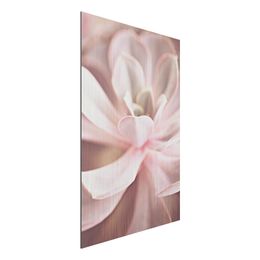 Alu Dibond Outdoor Bild - Rosane Sukkulentenbl&uuml;te - Blumen rosa Motiv wetterfest Deko Wohnzimmer Schlafzimmer