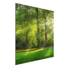 Alu Dibond Outdoor Bild - Spaziergang im Wald - Wald gr&uuml;n Motiv wetterfest B&auml;ume Wohnzimmer Schlafzimmer