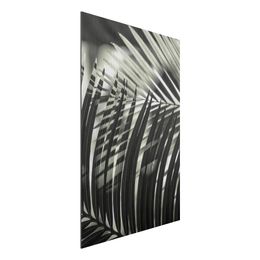 Bilderwelten Alu Dibond Outdoor Bild Natur gr&uuml;n Tropisch wetterfest - Schattenspiel auf Palmenwedel - Palme Wohnzimmer Schlafzimmer