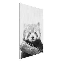 Bilderwelten Alu Dibond Outdoor Bild Tiere schwarz weiss Motiv wetterfest - Roter Panda in Schwarz-wei&szlig; - Panda Kinderzimmer Baby M&auml;dchen Jungen