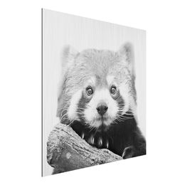 Bilderwelten Alu Dibond Outdoor Bild Tiere schwarz weiss Motiv wetterfest - Roter Panda in Schwarz-wei&szlig; - Panda Kinderzimmer Baby M&auml;dchen Jungen