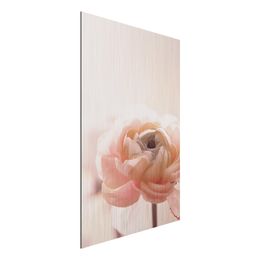 Alu Dibond Outdoor Bild - Rosa Bl&uuml;te im Fokus - rosa Motiv wetterfest Rose Wohnzimmer Schlafzimmer